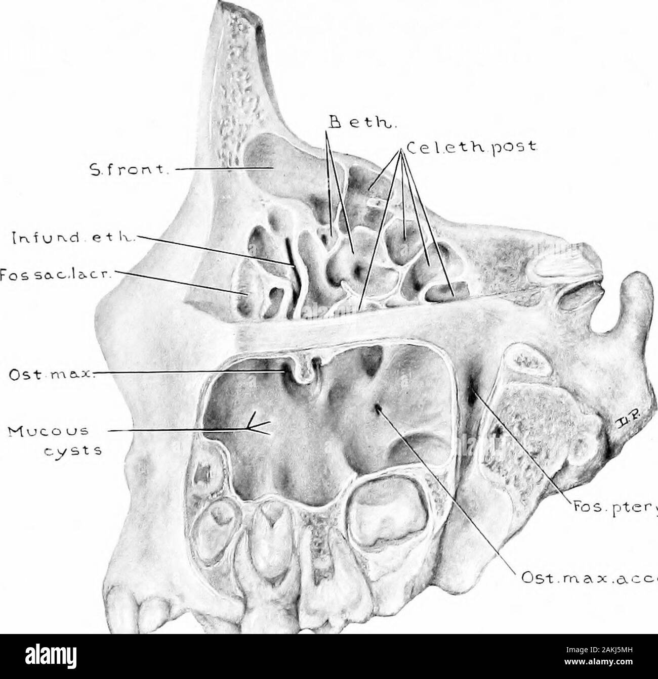 Development and anatomy of the nasal accessory sinuses in man ...