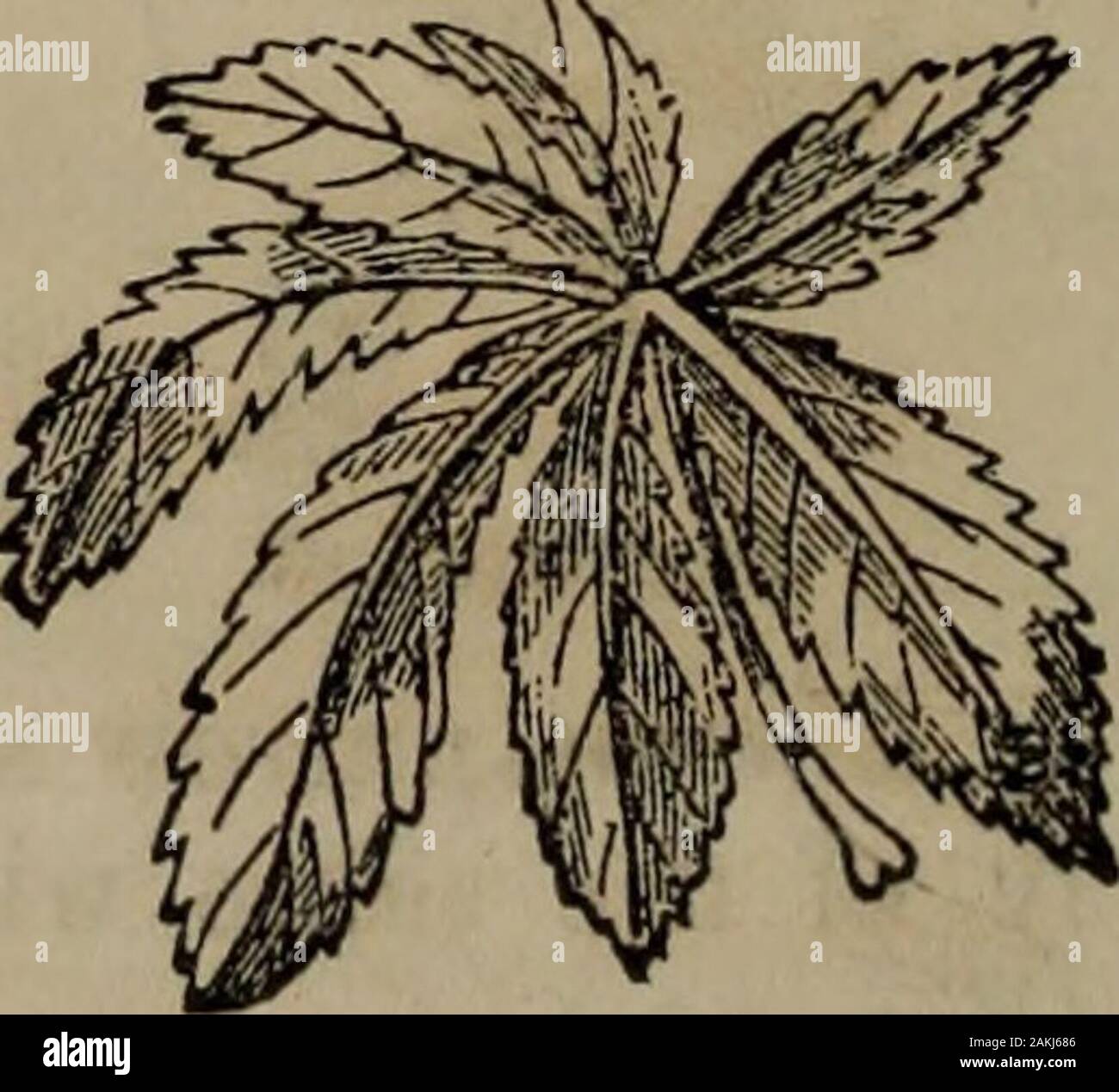 Botany of the Southern states . Acinaciform leaf. Lyrate leaf. Digitate ...