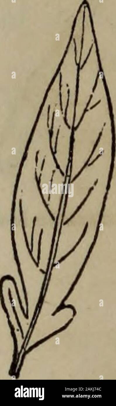 Botany of the Southern states . Perfoliate leaf, caused by the unionof ...