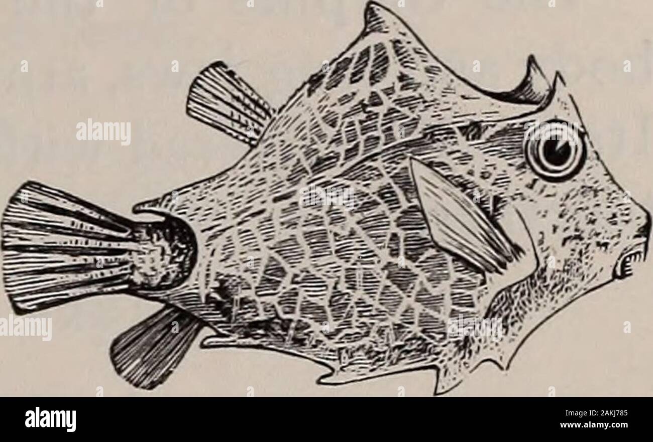 Natural history of animals; . Fig. 230. — Puffer. Fig. 229. — Pipefish ...
