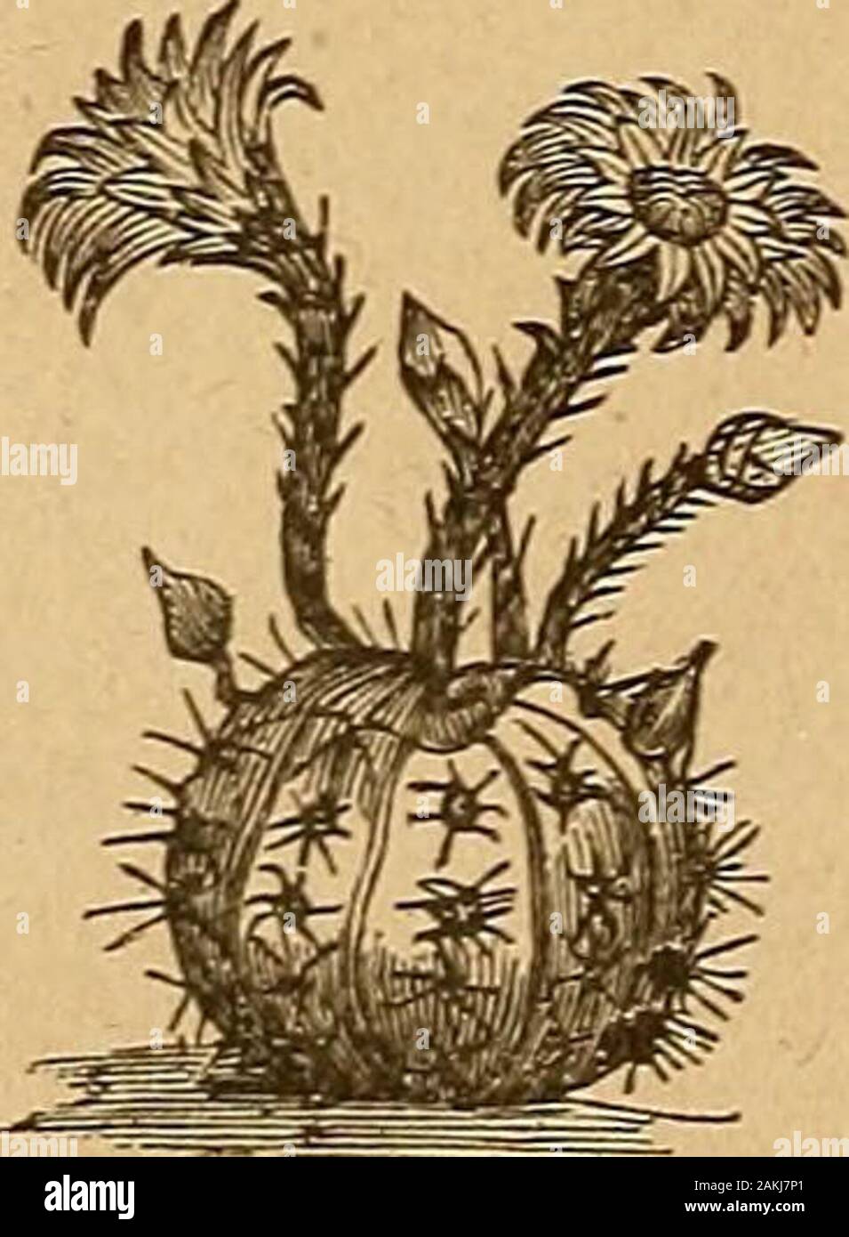 O kako hi-res stock photography and images - Alamy