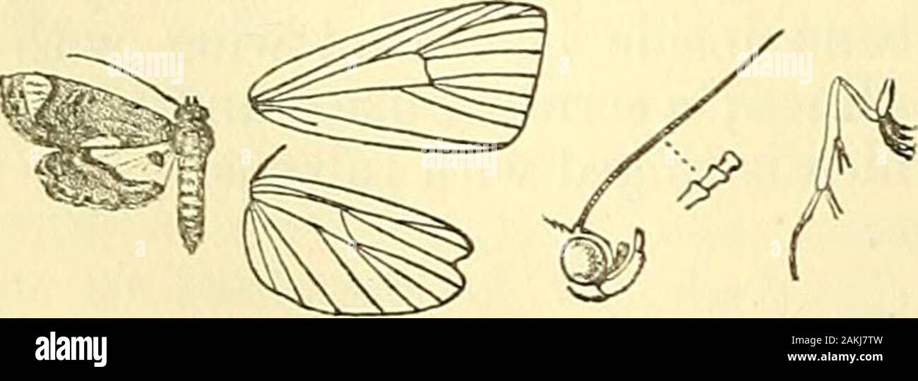 Dark basal patch hi-res stock photography and images - Alamy