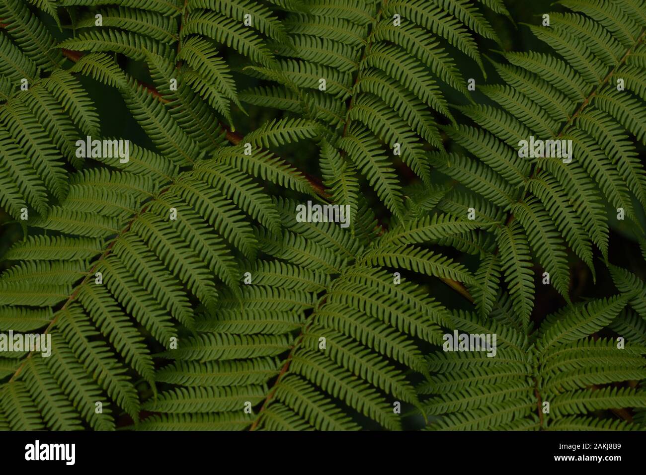 New Zealand silver fern leaf leaves fronds, Alsophila dealbata, silver ...
