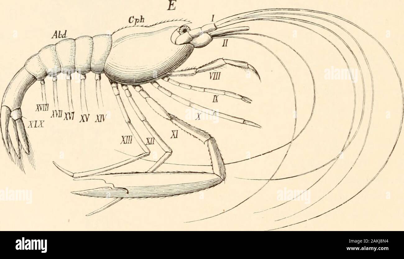 M v evolution hi-res stock photography and images - Alamy