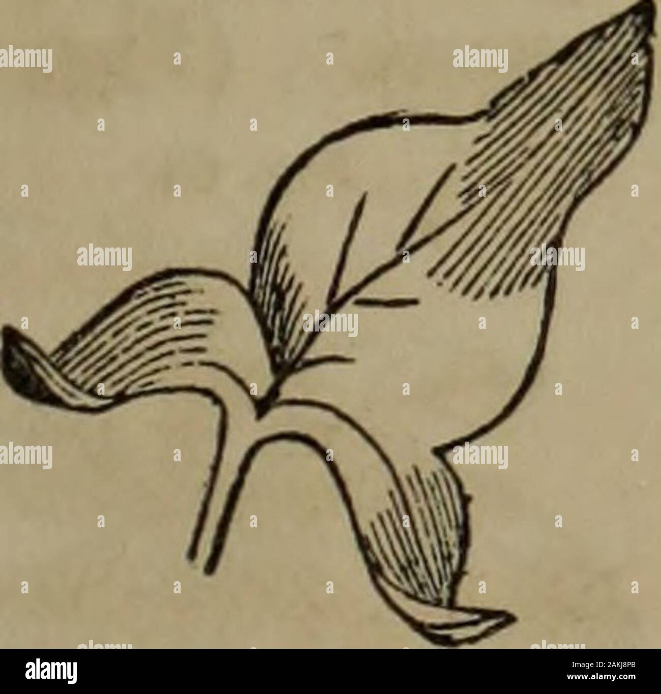 Awl leaf hi-res stock photography and images - Alamy