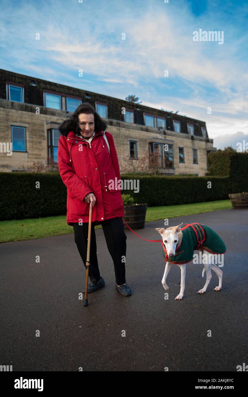 Lady And Her Whippet Stock Photo - Alamy