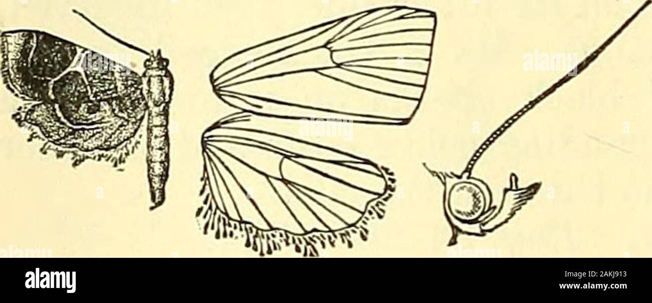 Moths . ^^ of cell, and excurved again; Fig. 120.-Thi/sanoidma octalis ...