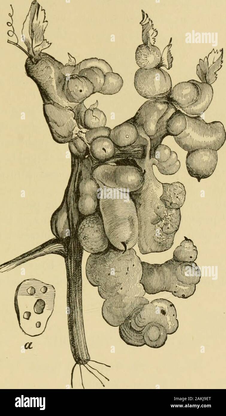 Insects injurious to fruits . No 168.—The Grape-vine Tomato-gall. Vitis ...