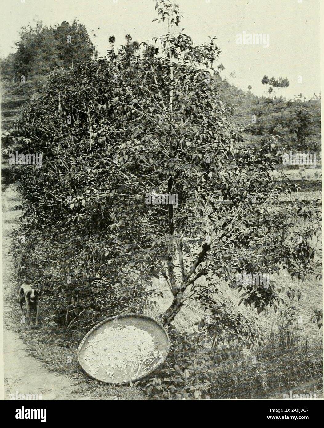 Kiating hi-res stock photography and images - Alamy