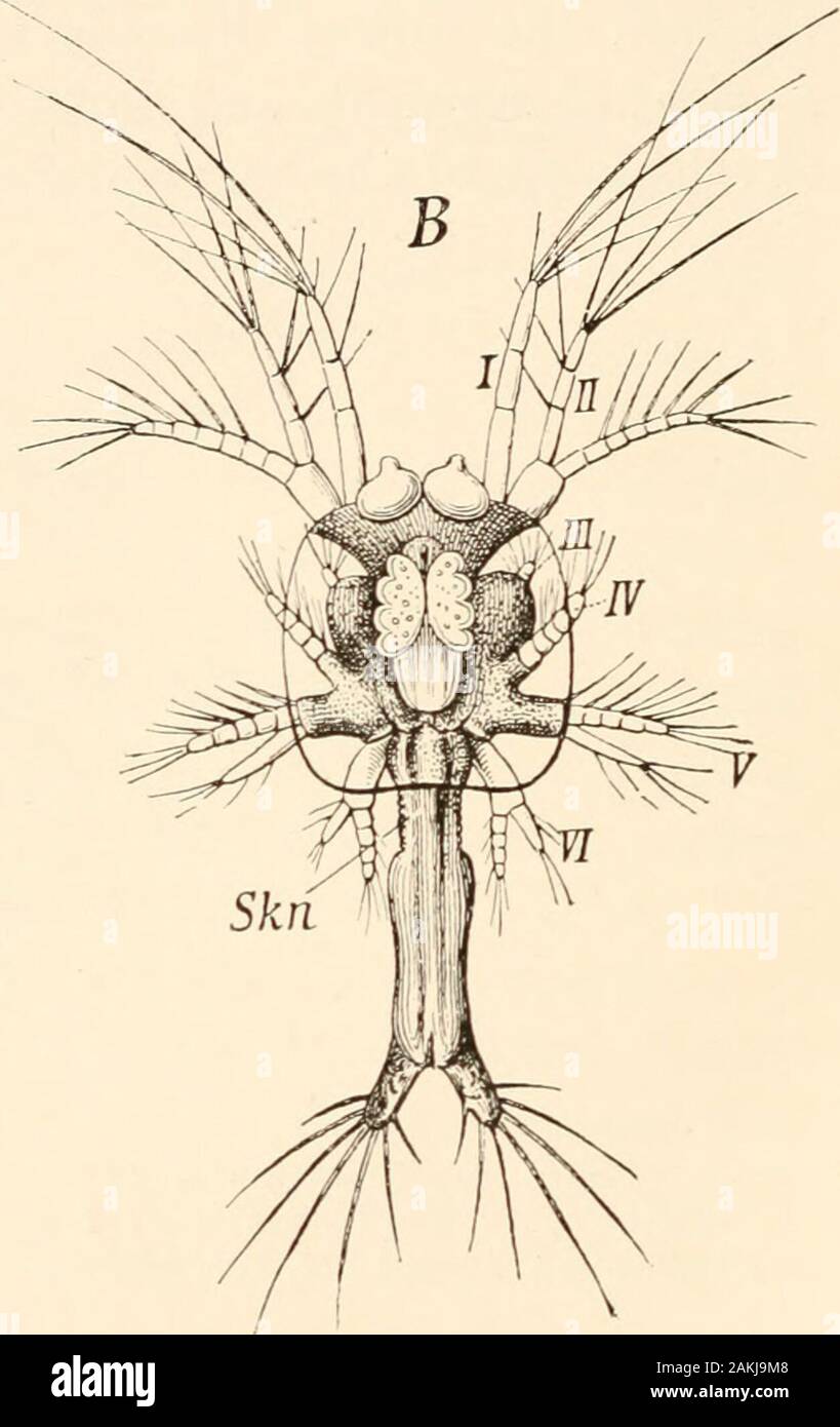 Nauplius crustacea hi-res stock photography and images - Alamy