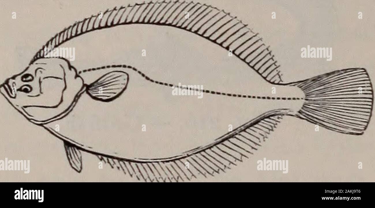 Natural history of animals; . Fig. 222. — American Cod.. Fig. 223 ...