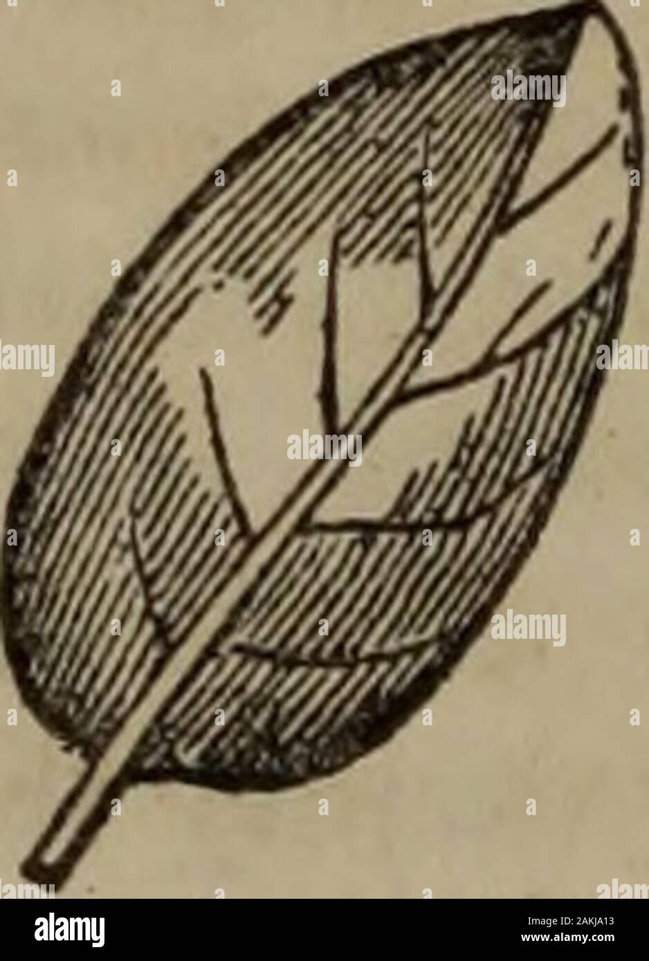 Oblong flag hi-res stock photography and images - Alamy