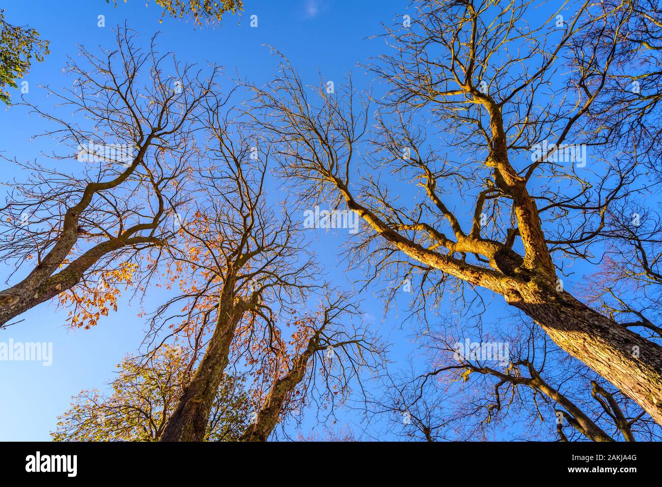 Wood trees from below hi-res stock photography and images - Alamy