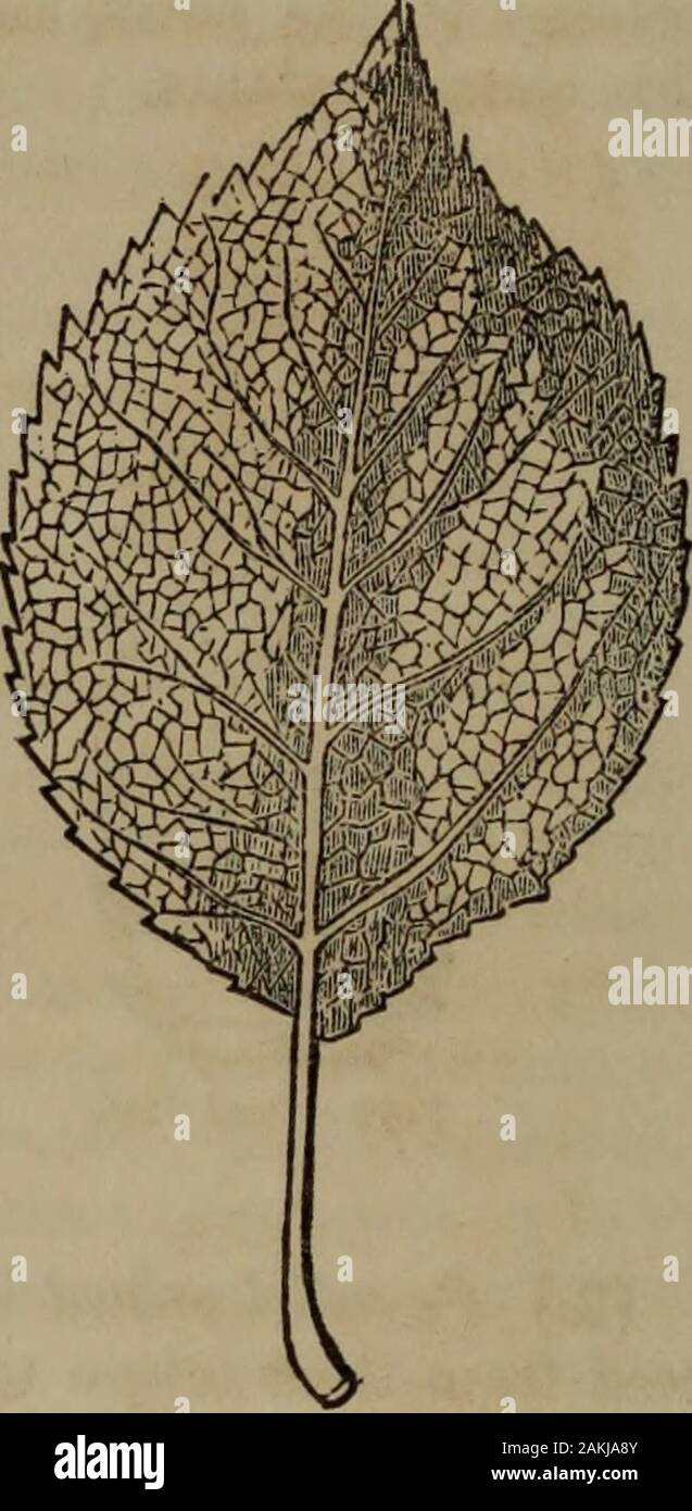 Atnearly hi-res stock photography and images - Alamy