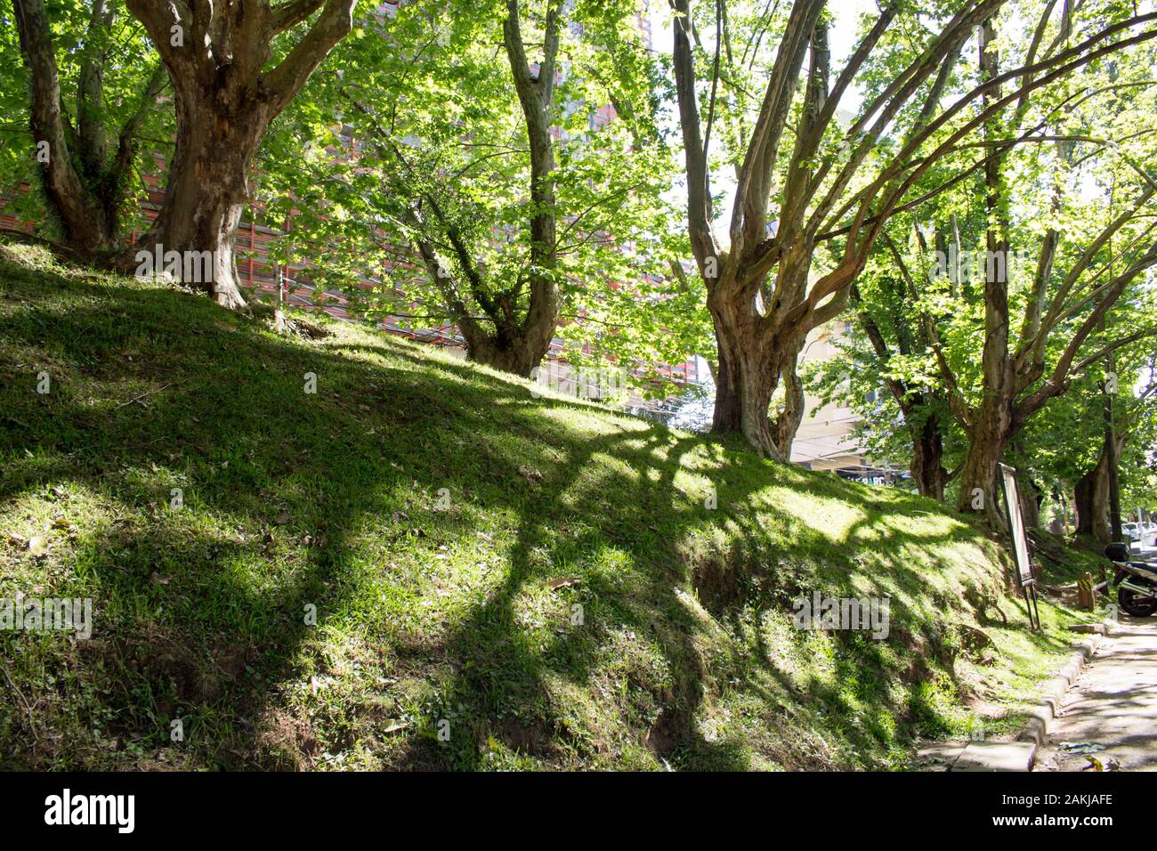 Parking with green trees hi-res stock photography and images - Alamy