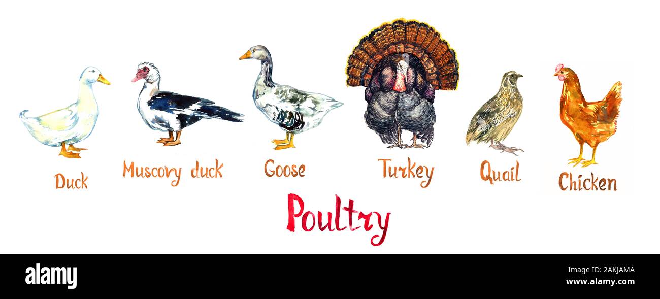 Poultry set, white domestic and south american muscovy duck, goose ...
