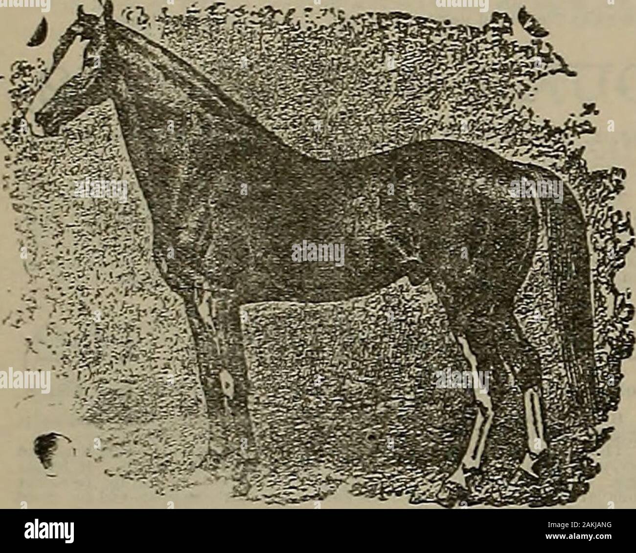 Breeder and sportsman . :27^, and others. 2d dam Laura Crockett by ...