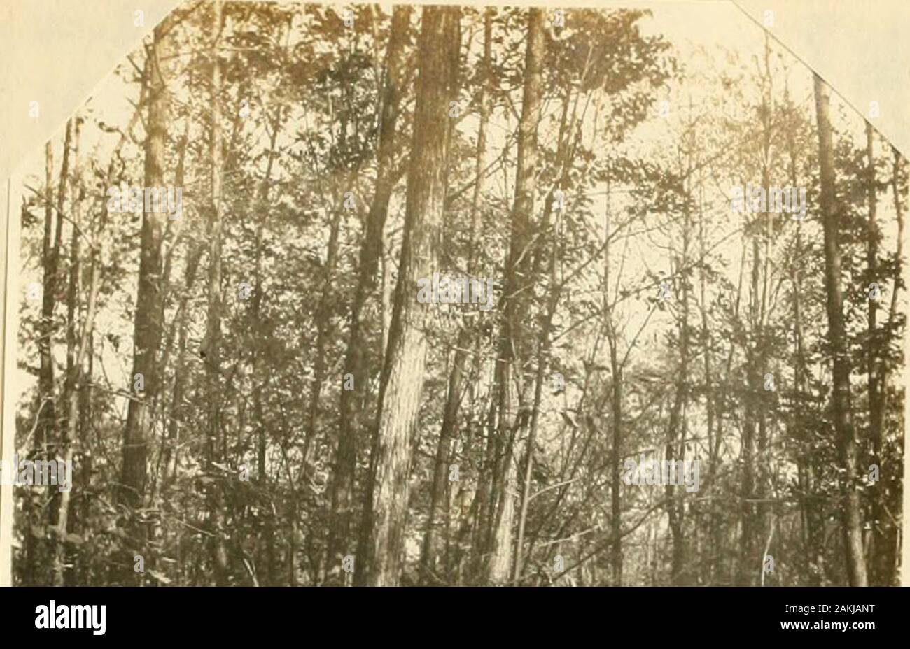 Report on a preliminary examination of the forest land of the United ...