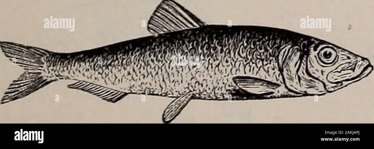 Natural history of animals; . Fig. 219. — Salmon Stock Photo - Alamy