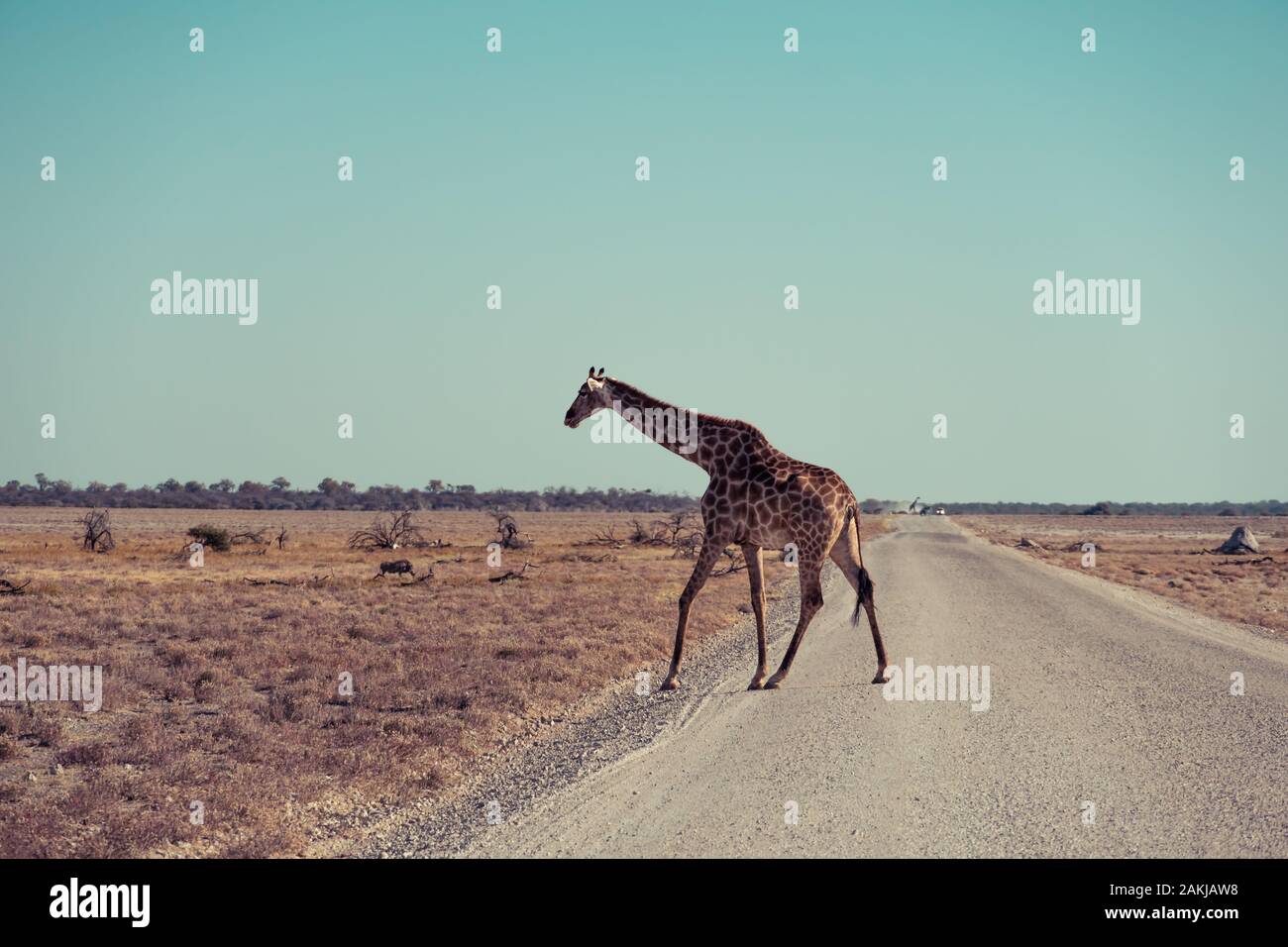 Giraffe crossing the street Stock Photo - Alamy