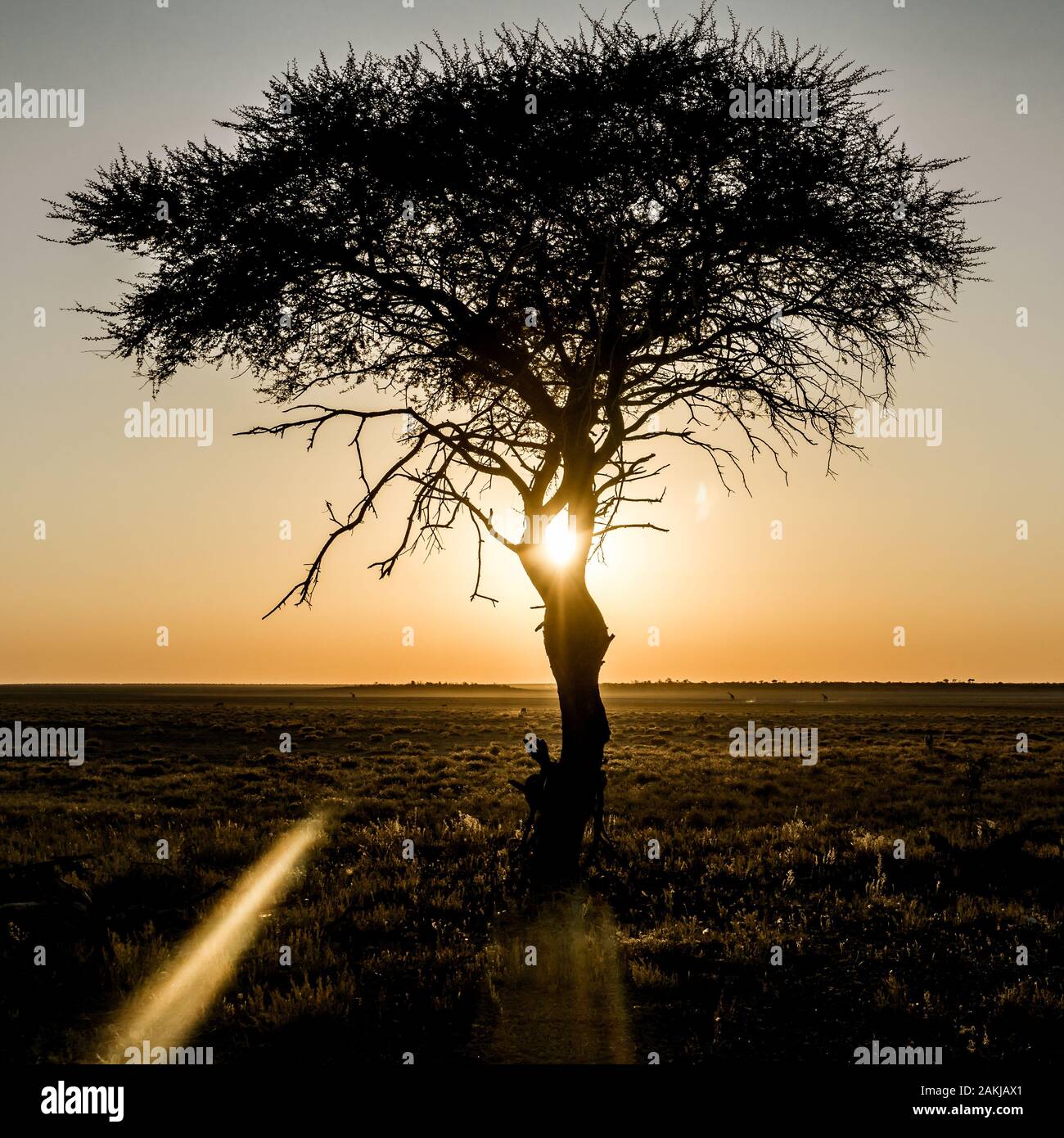 Namibia landscape vertical hi-res stock photography and images - Alamy