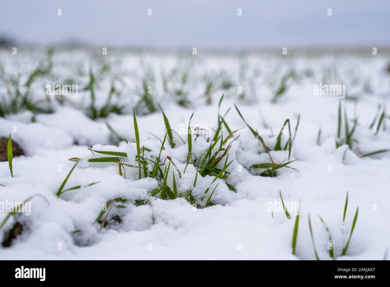 Snow covered wheat field in hi-res stock photography and images - Alamy
