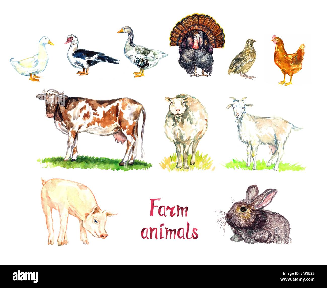 Farm Animals Chicken Pig High Resolution Stock Photography and Images ...