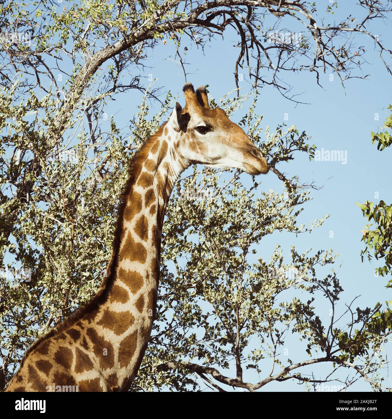 Disturbed nature hi-res stock photography and images - Alamy