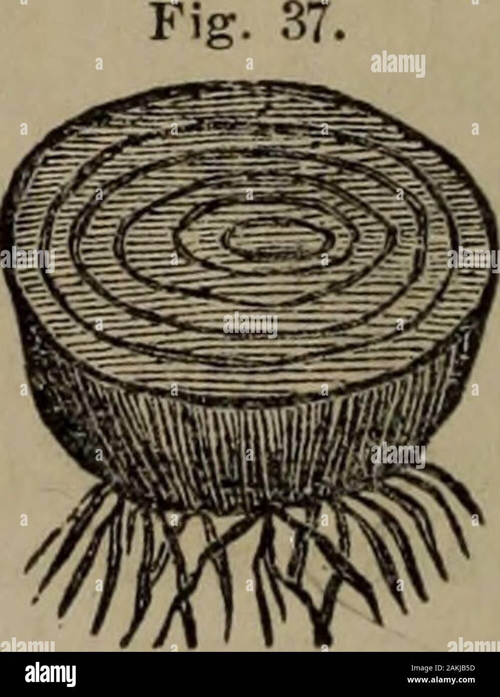 Cormus hi-res stock photography and images - Alamy