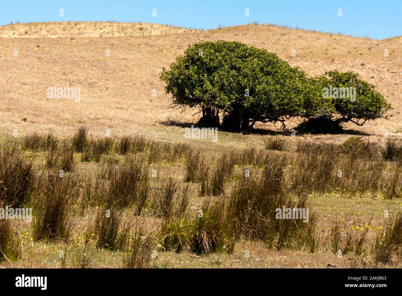 Two ficus trees near outback road in Australia Stock Photo - Alamy