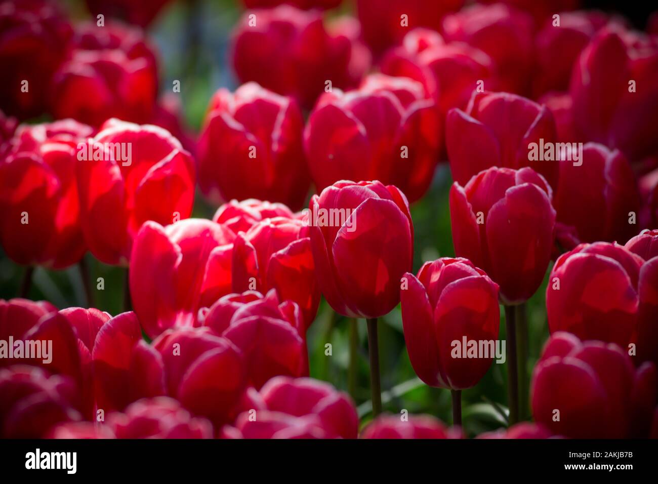 flowers are a symbol of happiness in life that makes the heart peaceful ...