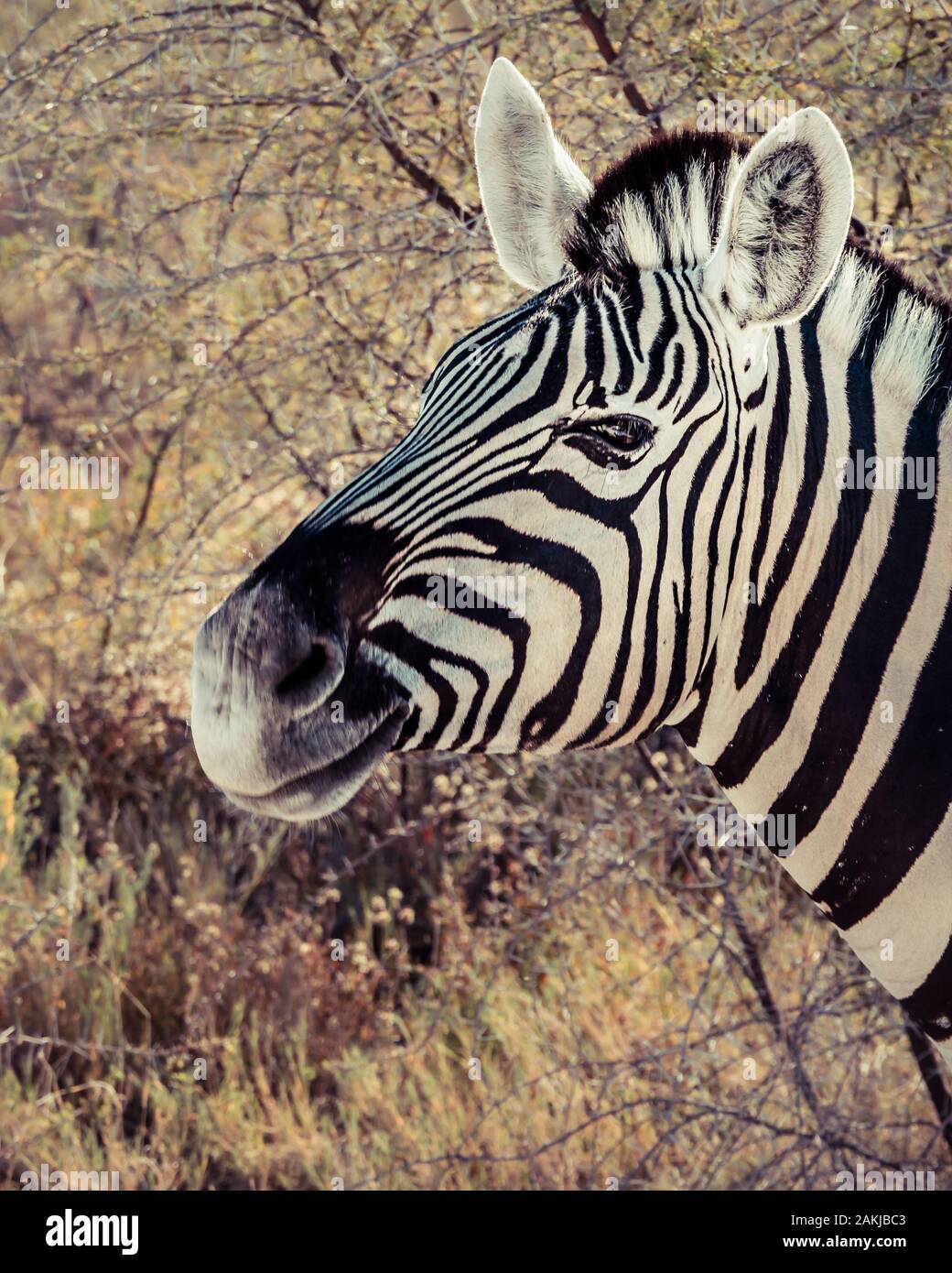 Zebra smiling hi-res stock photography and images - Alamy