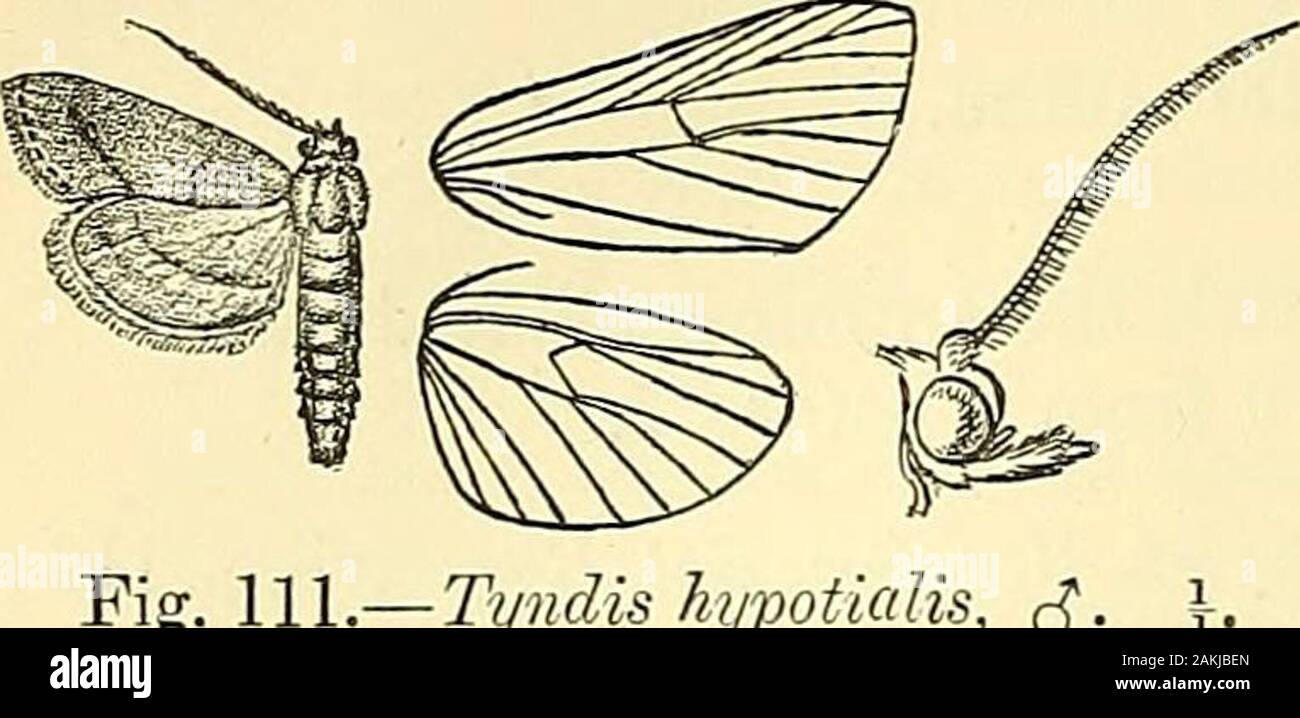 Filiform antennas hi-res stock photography and images - Alamy