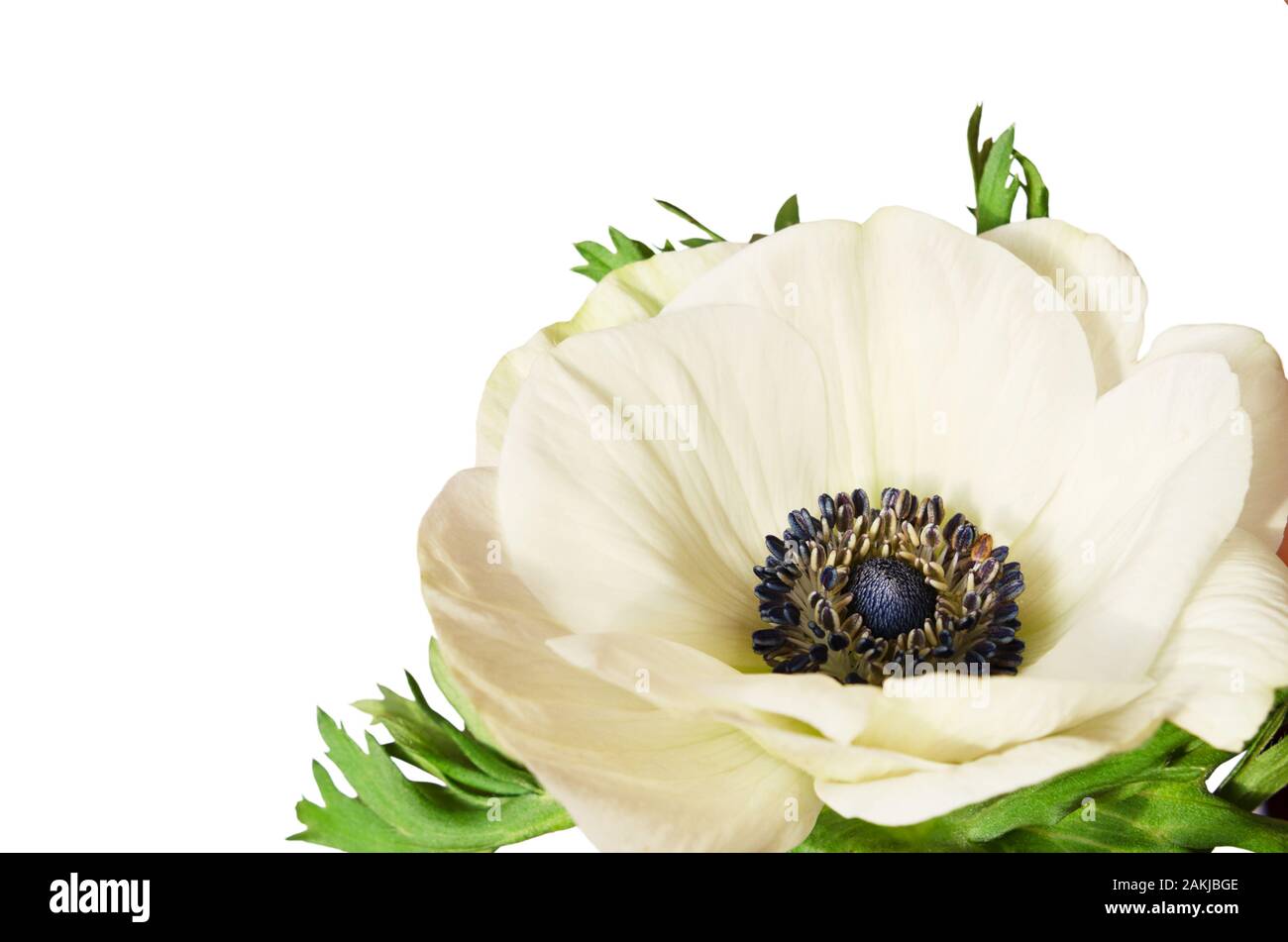 White anemone flower isolated on white background. Corner arrangement ...