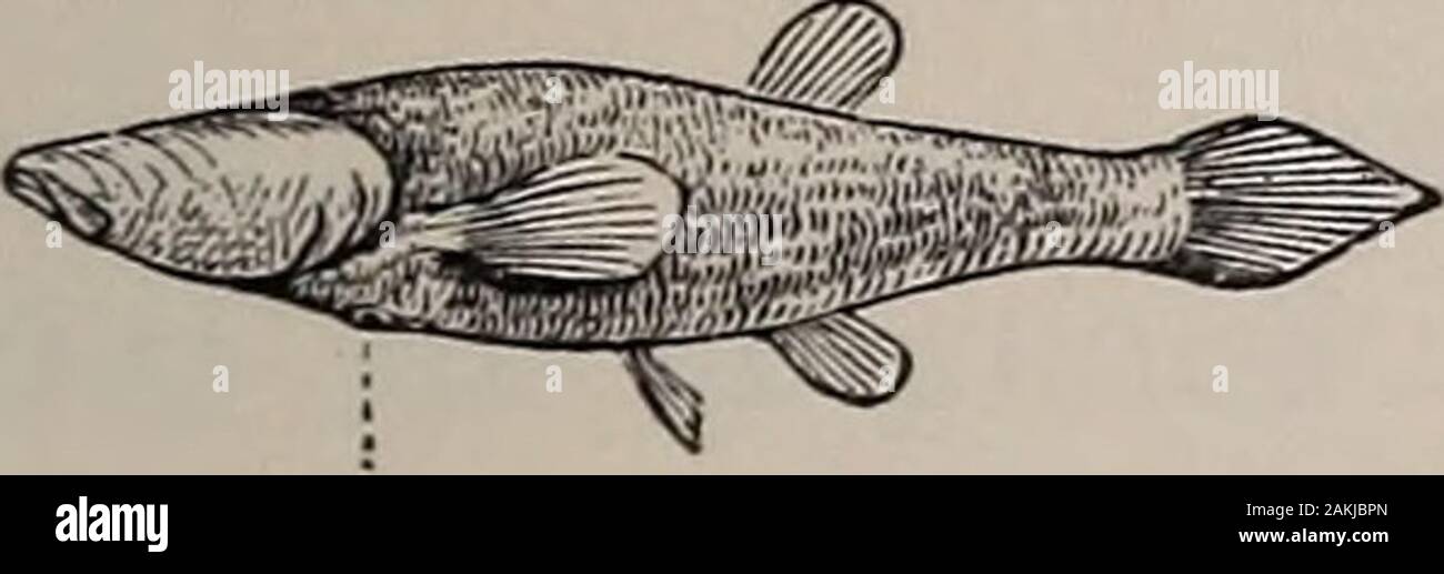 Natural history of animals; . Fig. 215. — Flying Fish. Fig. 216 ...