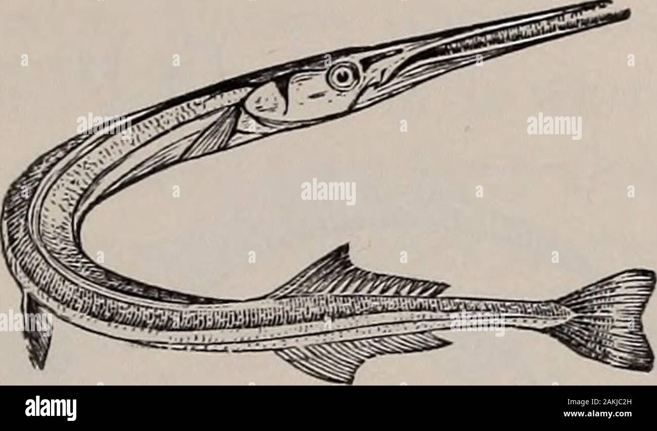 Natural history of animals; . Fig. 215. — Flying Fish. Fig. 216 ...