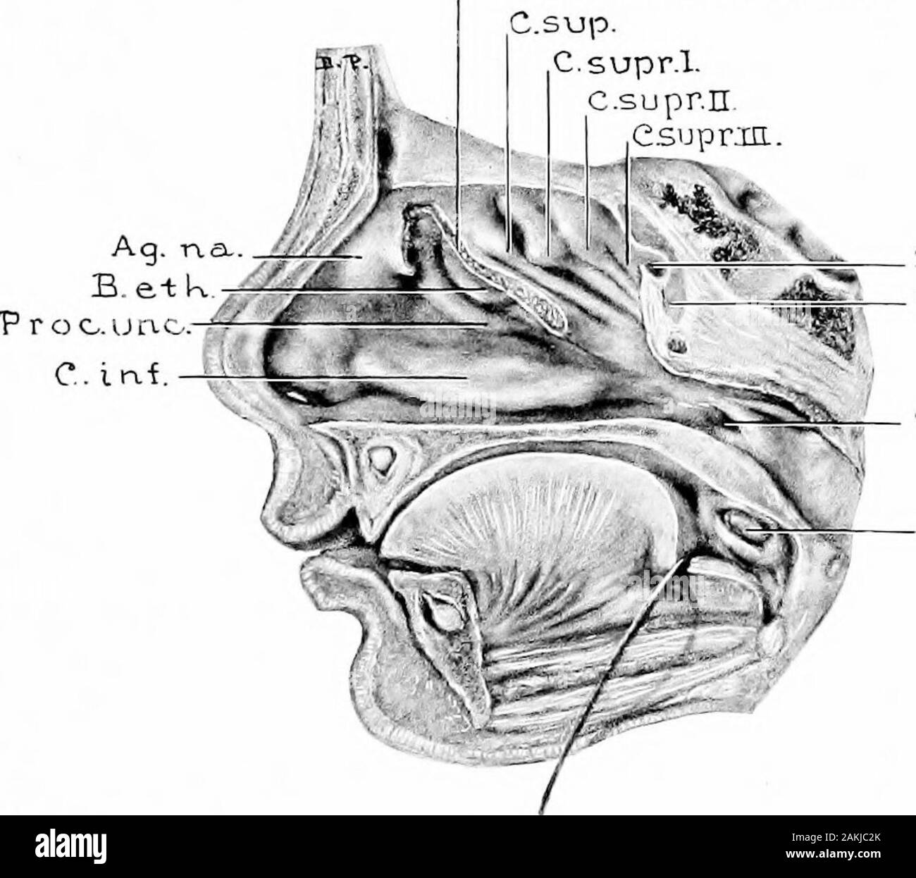 Sphenoid sinuses Black and White Stock Photos & Images - Alamy