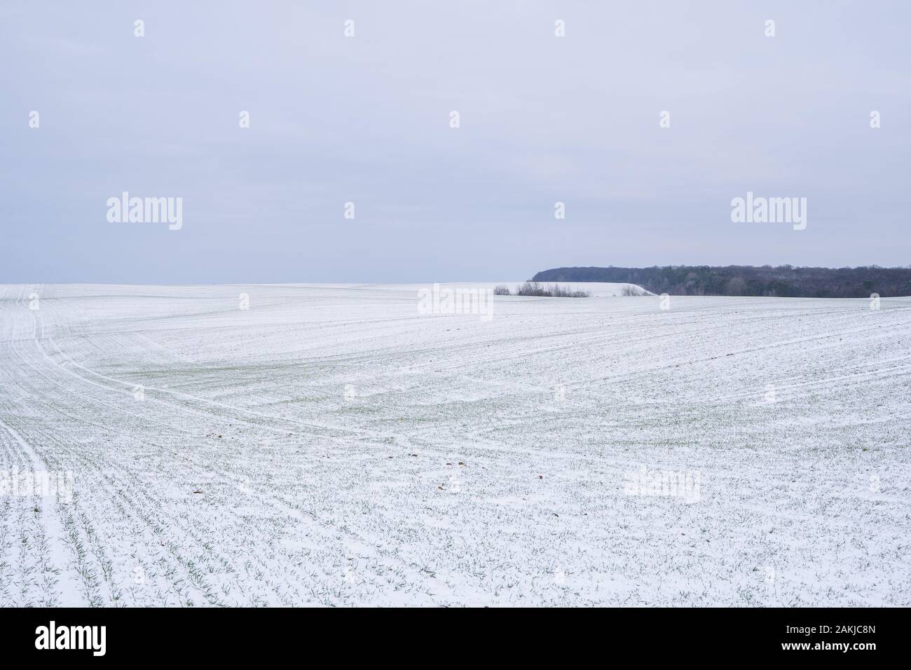 Wheat field covered with snow in winter season. Winter wheat. Green ...