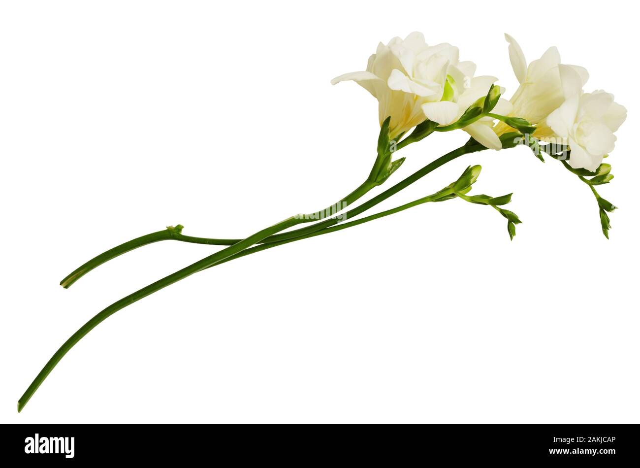 White freesia flowers isolated on white background Stock Photo - Alamy