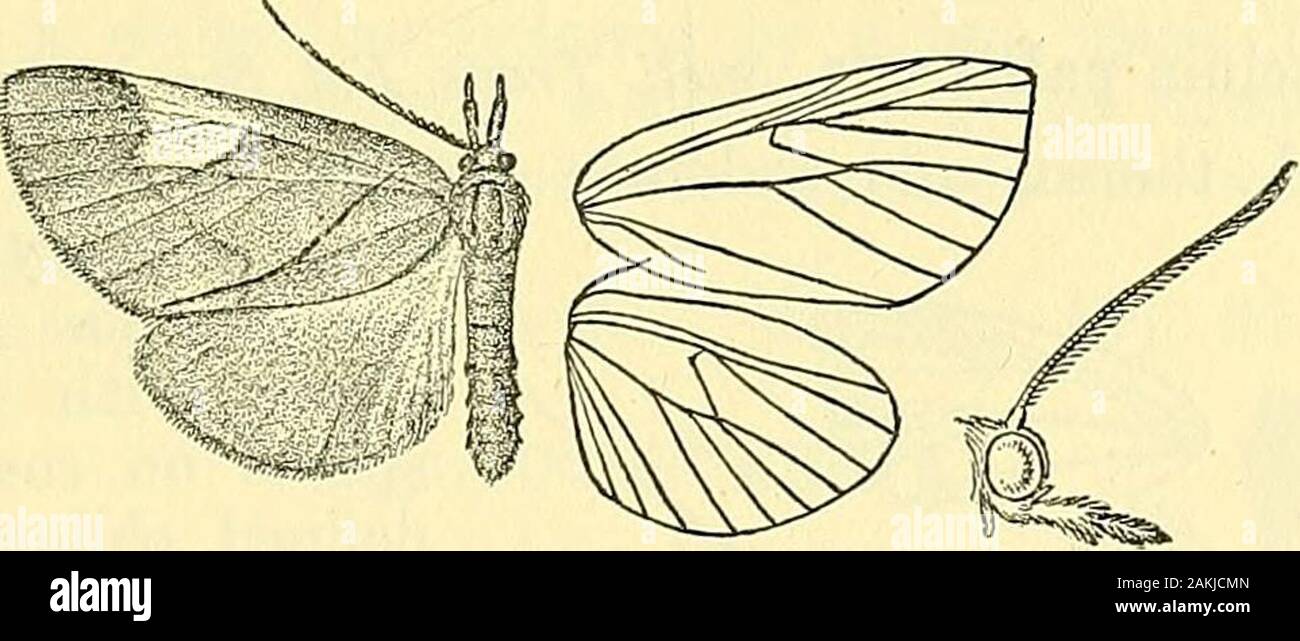 Moths . fhead; maxillary palpi minute in male, filiform and upturned ...