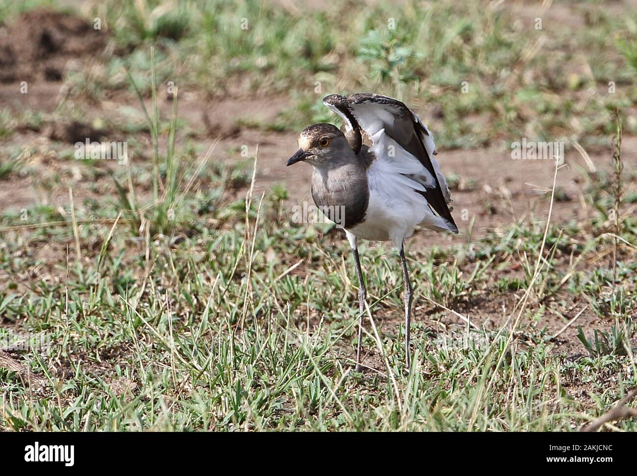 Senegal Lapwing (Vanellus lugubris) adult standing on dry plain wing stretching Queen Elizabeth ...