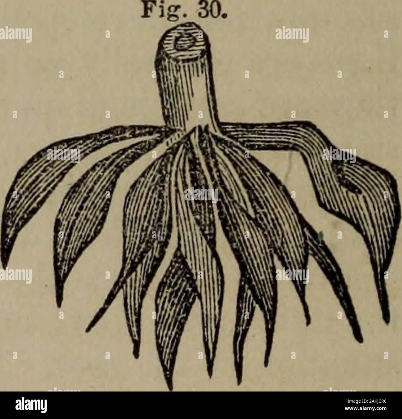Botany of the Southern states . 67. What is a branching root ? What is ...