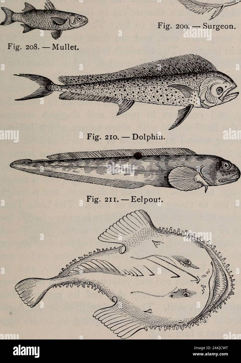 Garfish bones hi-res stock photography and images - Alamy