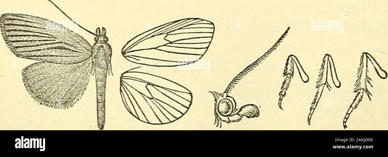 Moths . fuscons. Hind wing with the basal area pale,bounded by a dark ...
