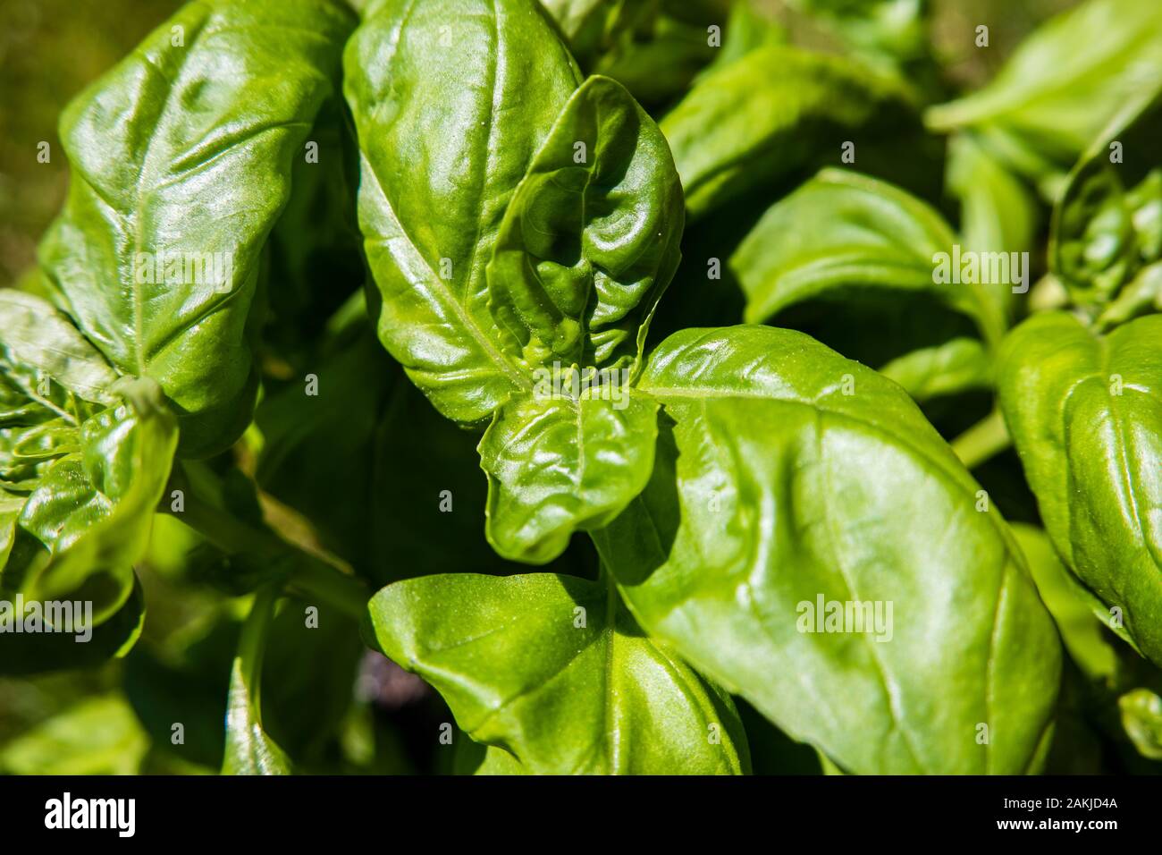 Fresh growing green basil hi-res stock photography and images - Alamy