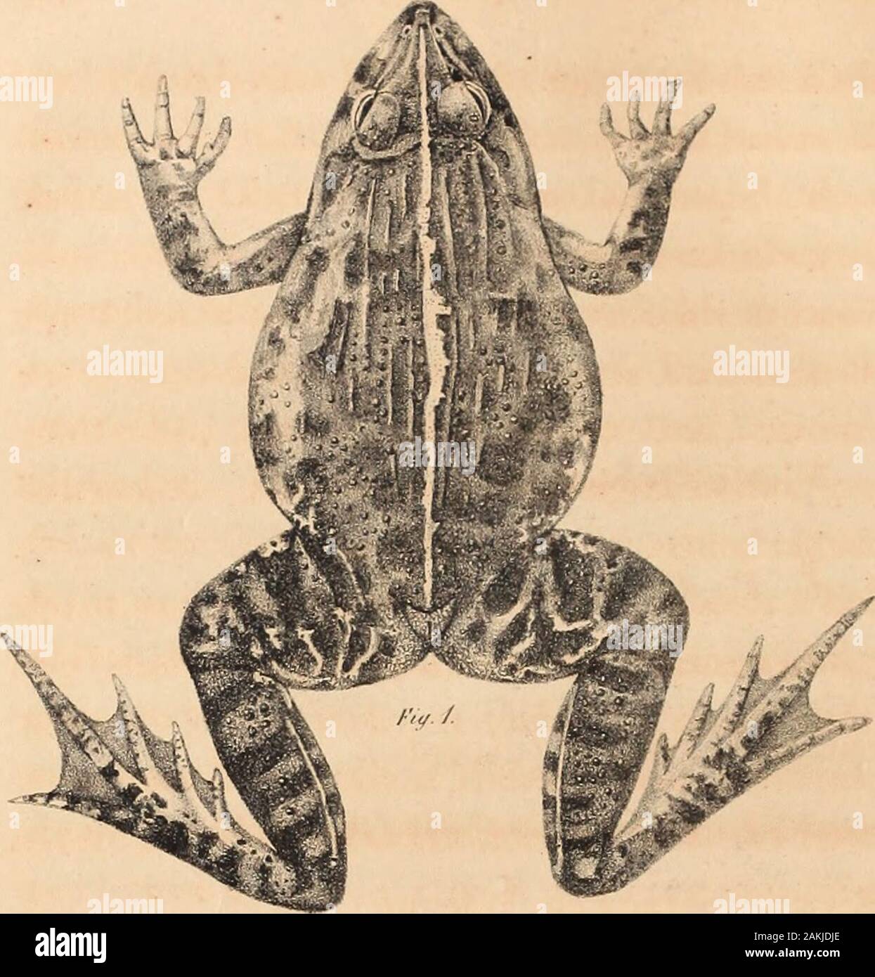 Rhombisch hi-res stock photography and images - Alamy