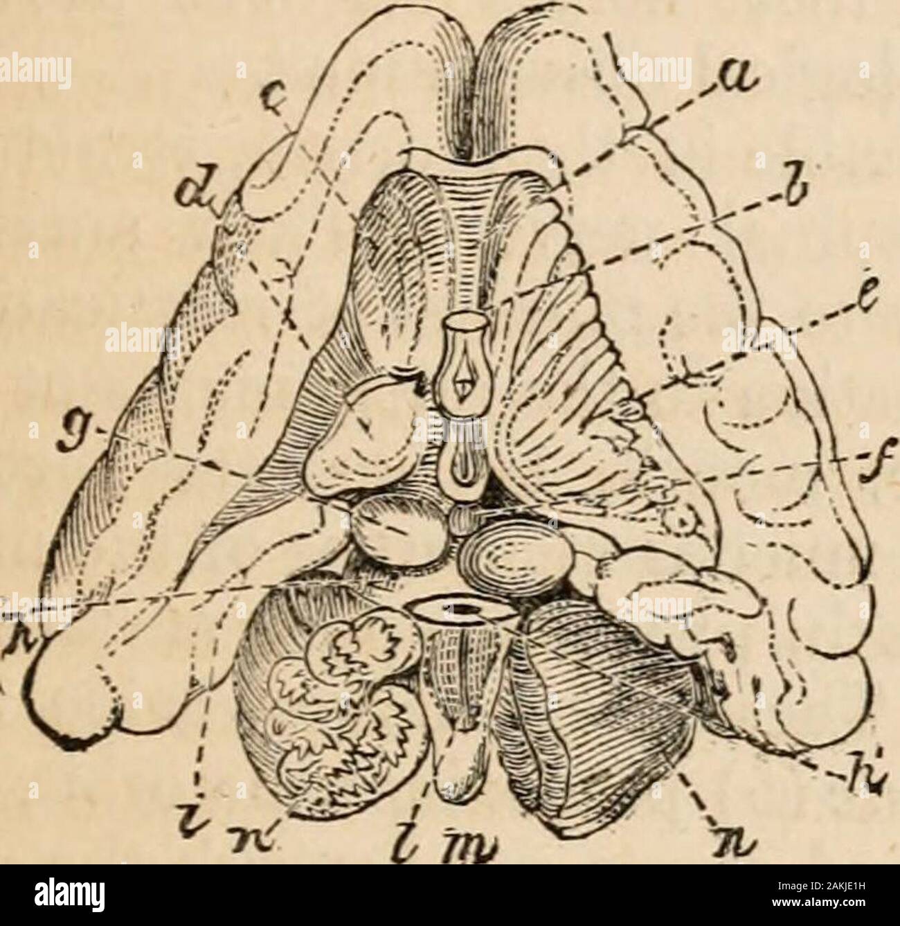 Cornu ammonis hi-res stock photography and images - Alamy