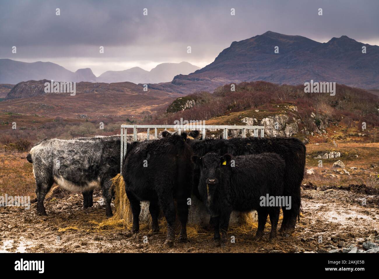Cattle ring hi-res stock photography and images - Alamy