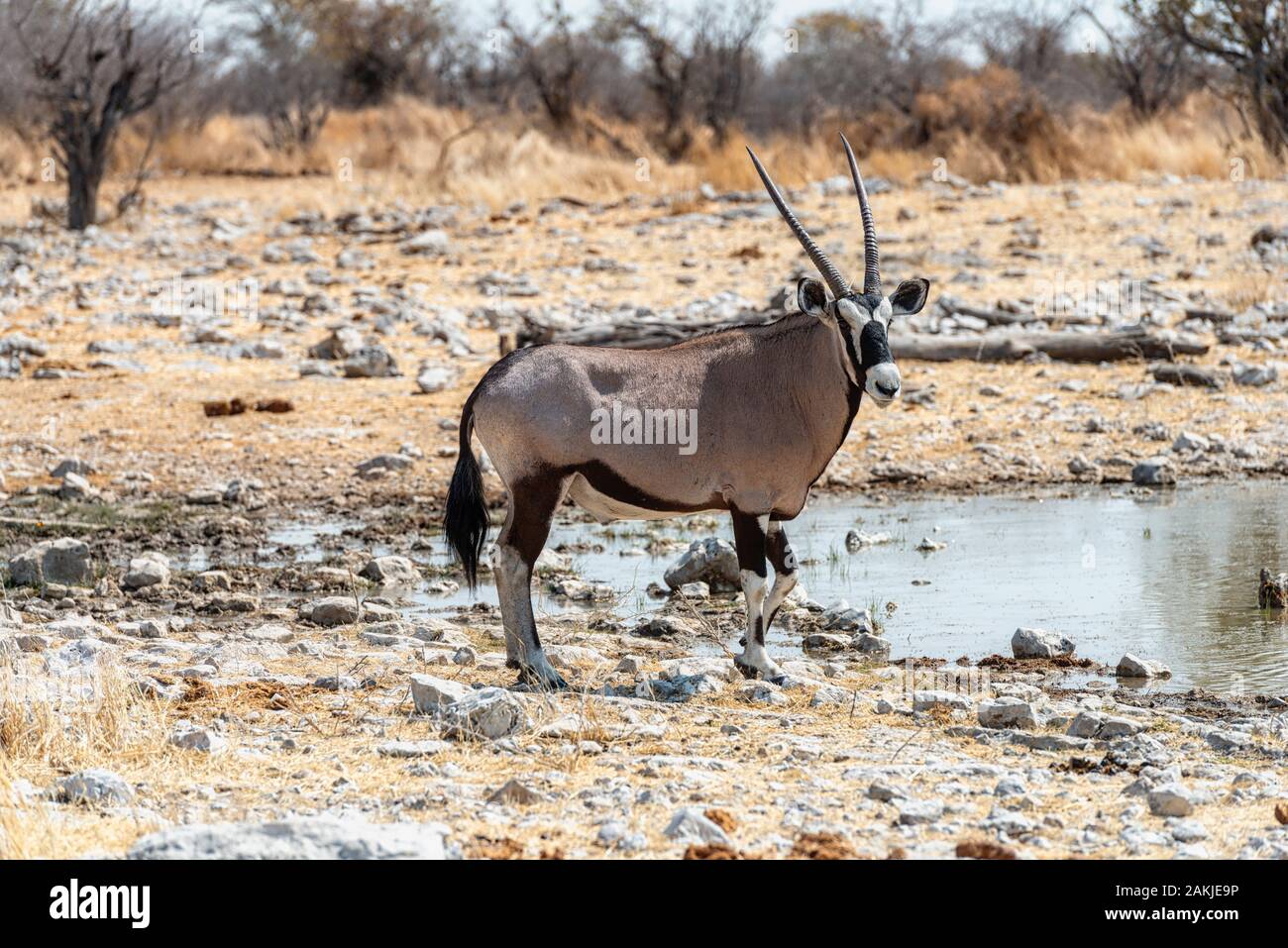 Deer Africa High Resolution Stock Photography and Images - Alamy