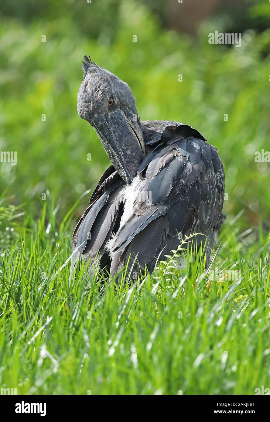 Shoebill (Balaeniceps rex) adult standing in marsh preening Mabamba ...
